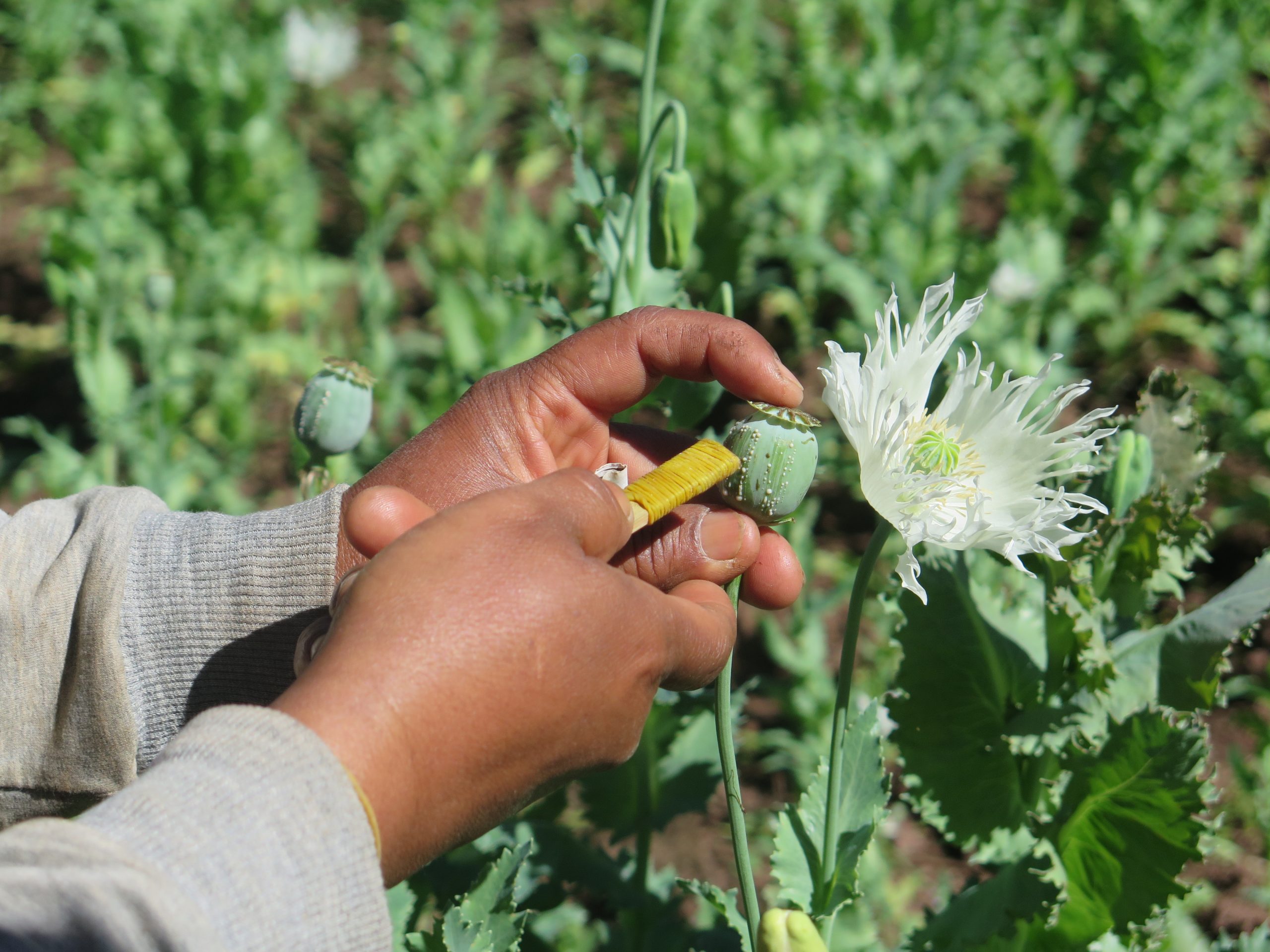 Opium Farming Booming in Myanmar After Coup: UN